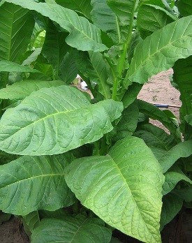Dixie Bright Tobacco Seeds