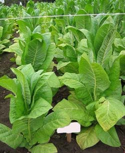 Burley Original Tobacco Seeds